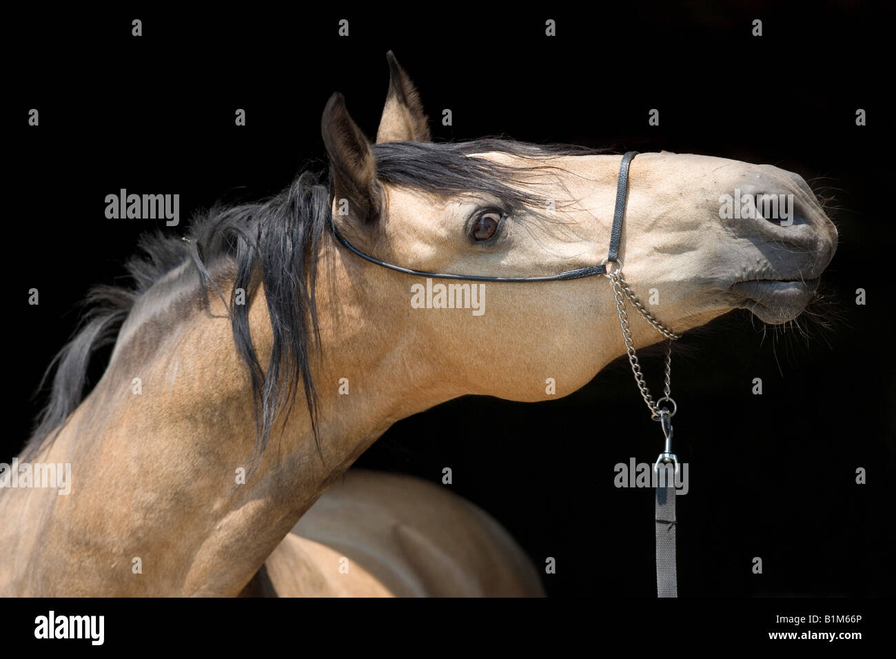 lusitano horse - portrait Stock Photo - Alamy
