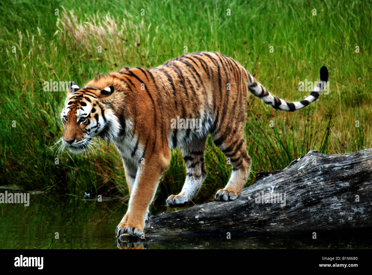 Bengal tiger on log entering water Stock Photo - Alamy