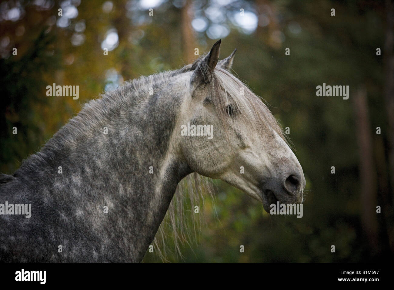 lusitano horse - portrait Stock Photo - Alamy