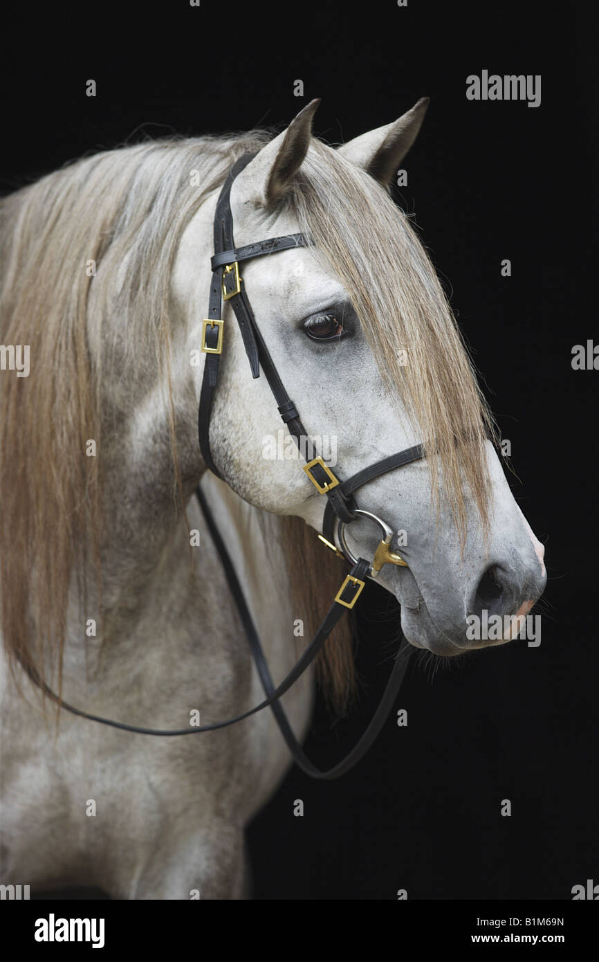 lusitano horse - portrait Stock Photo - Alamy