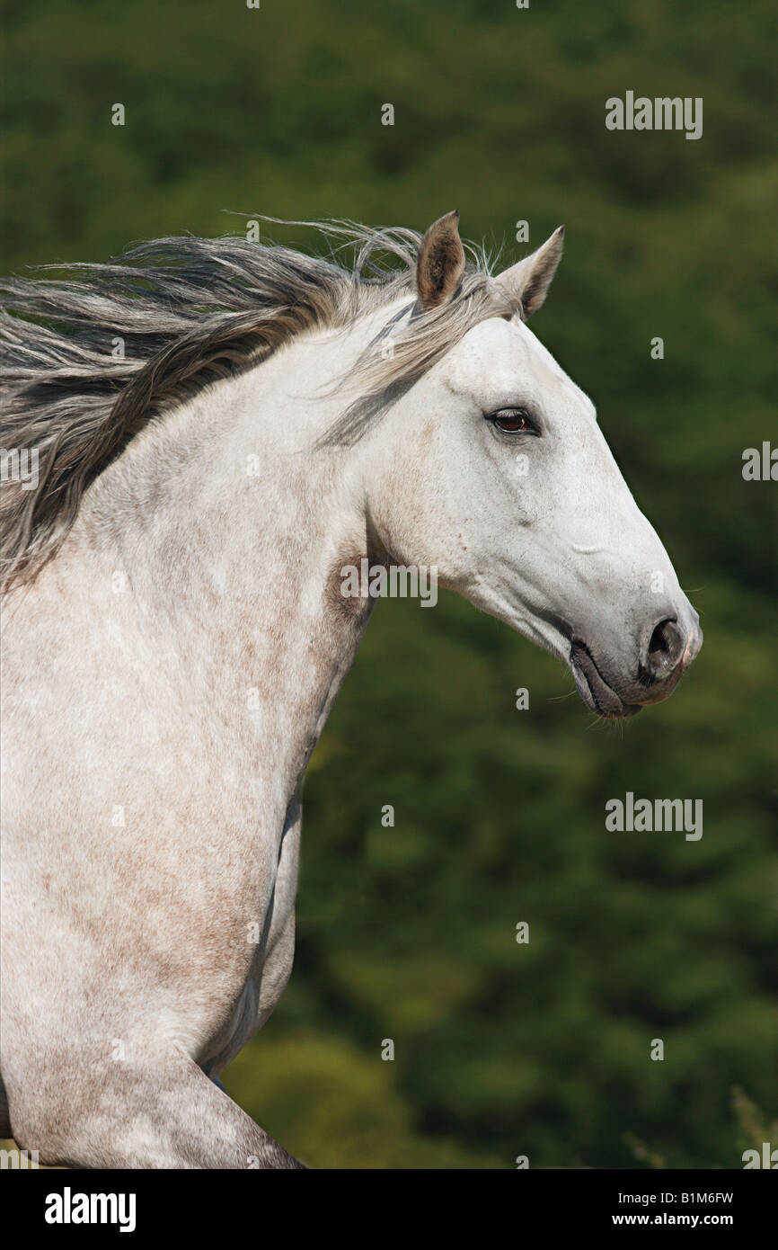 lusitano horse - portrait Stock Photo - Alamy