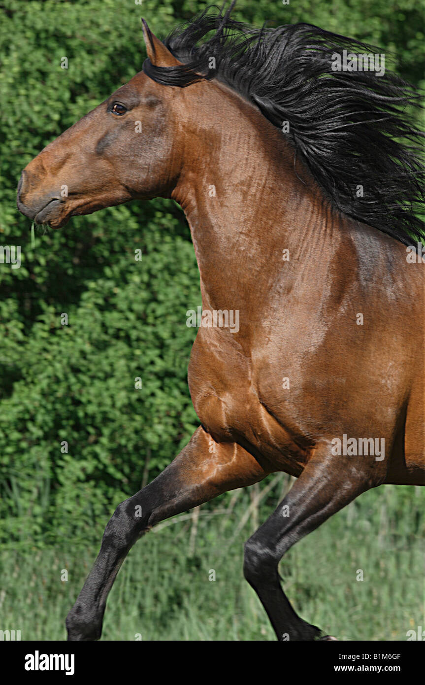 lusitano horse - portrait Stock Photo - Alamy