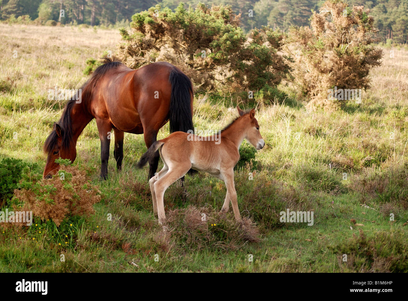 New Forest Ponies grazing in the summer sun Stock Photo - Alamy