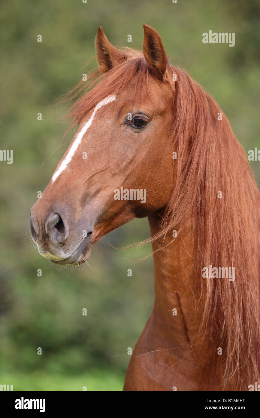 lusitano horse - portrait Stock Photo - Alamy