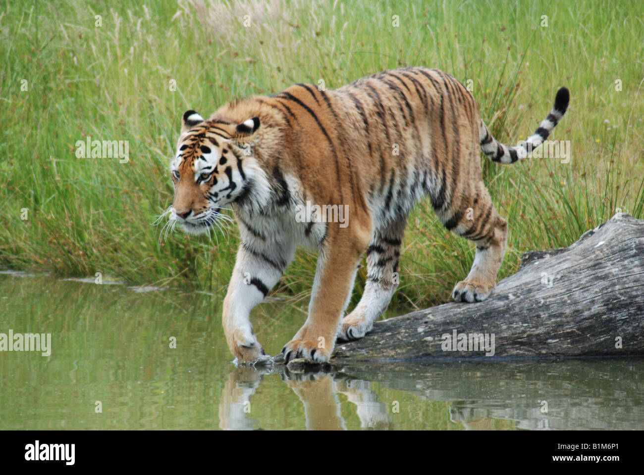 Bengal tiger on log entering water Stock Photo - Alamy