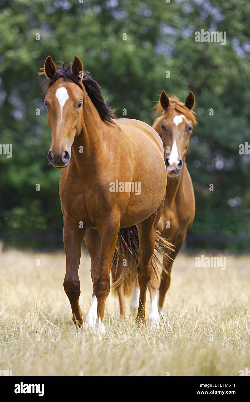 two Oldenburg horses - standing on meadow Stock Photo - Alamy