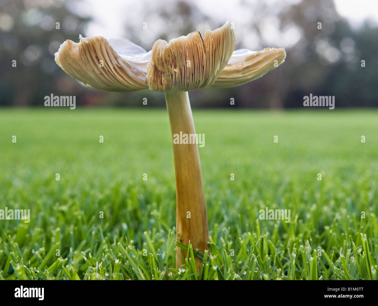 A large toadstool growing in a field Stock Photo - Alamy