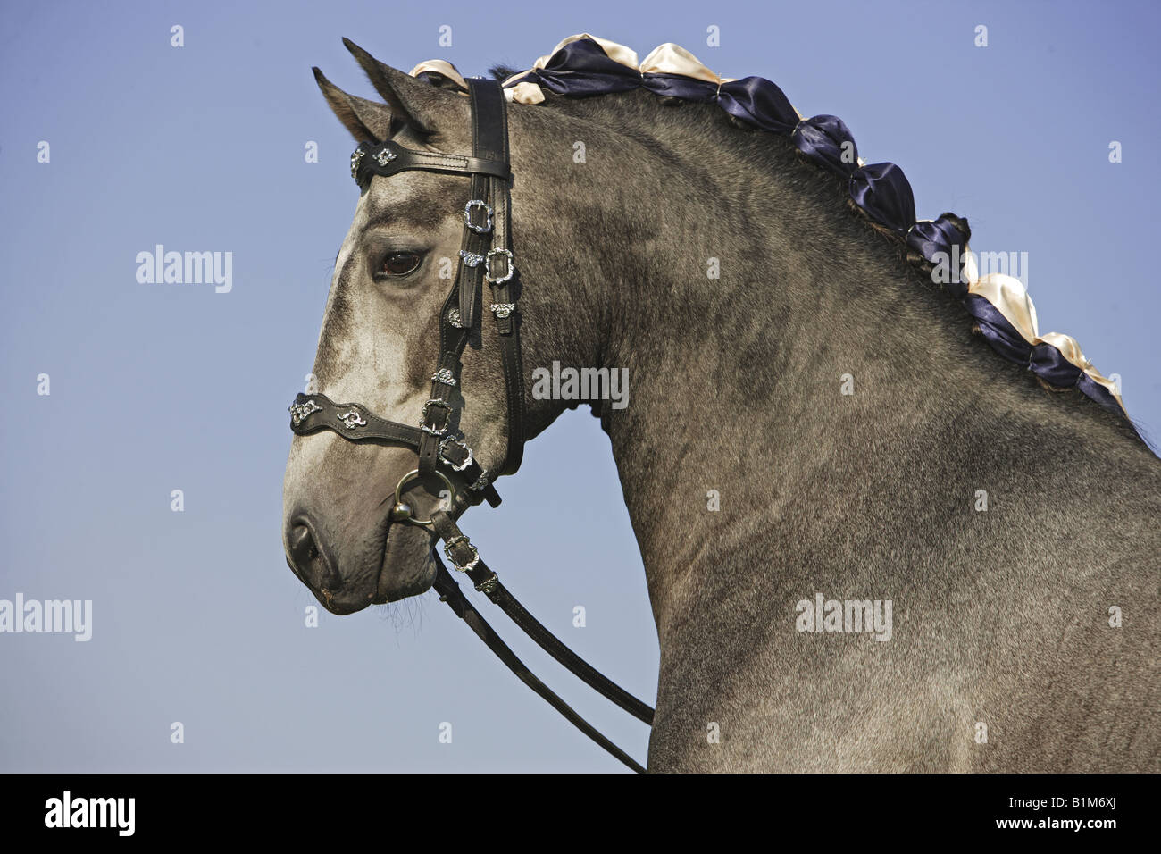 lusitano horse - portrait Stock Photo - Alamy