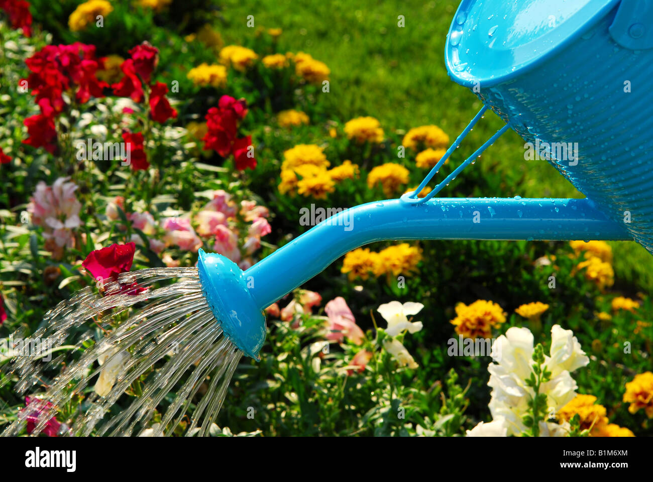 Water pouring from blue watering can onto blooming flower bed Stock ...