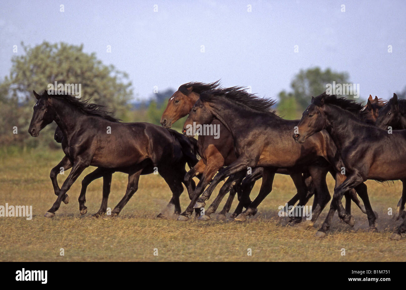 Nonius - herd Stock Photo - Alamy