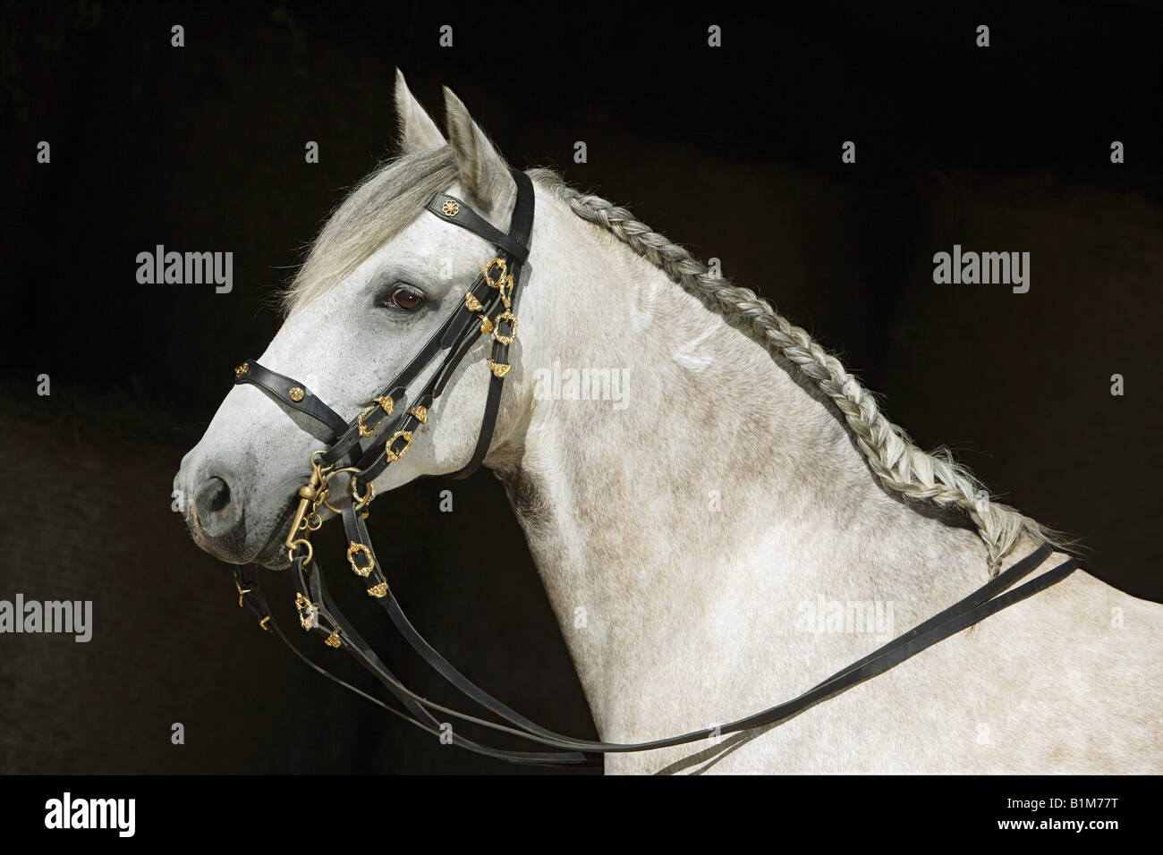 lusitano horse - portrait Stock Photo - Alamy