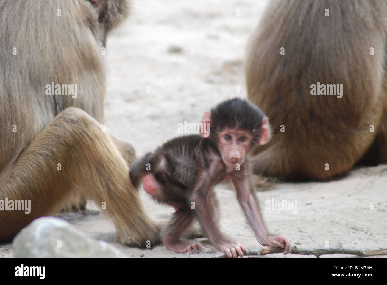 baby brown chimpanzee family group Stock Photo - Alamy