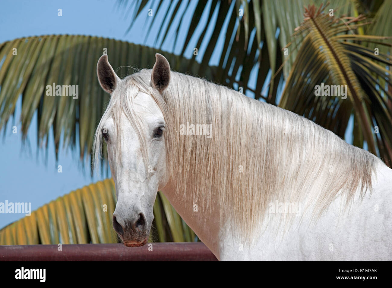 Pura Raza Española - portrait Stock Photo - Alamy