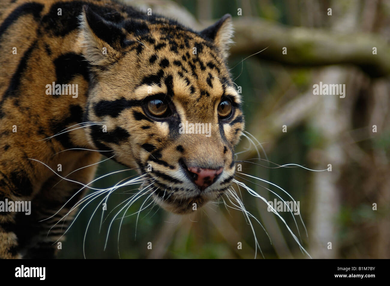 Clouded Leopard (Neofelis nebulosa Stock Photo - Alamy