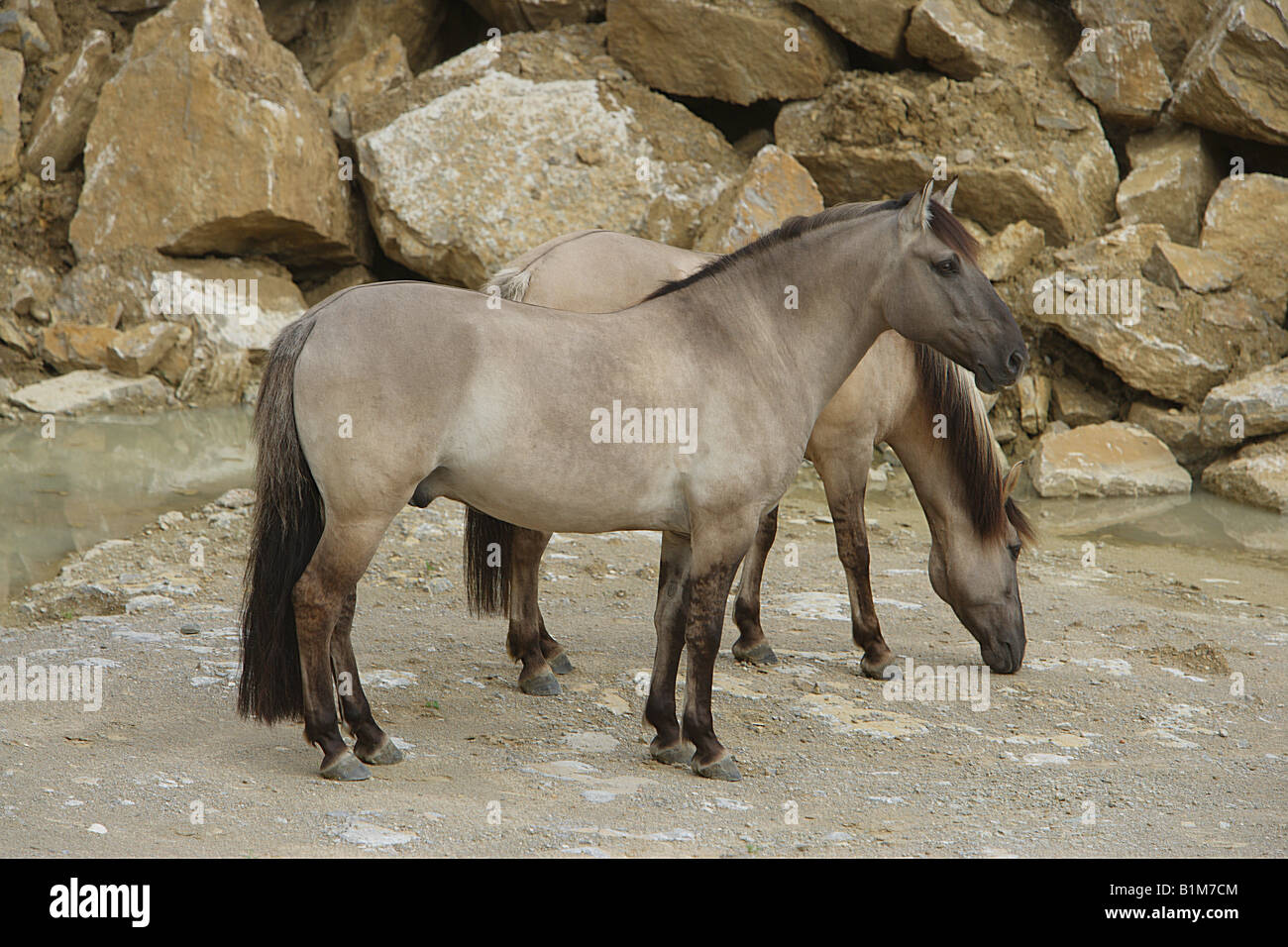 two koniks - standing Stock Photo - Alamy