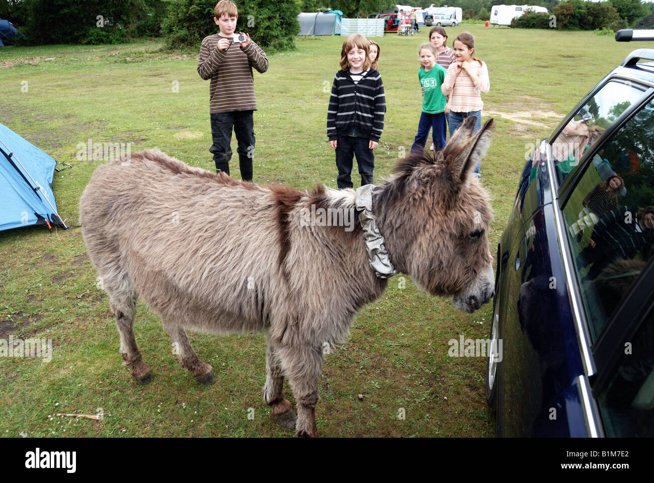 A donkey amuses the children as it walks through a campsite in the New ...