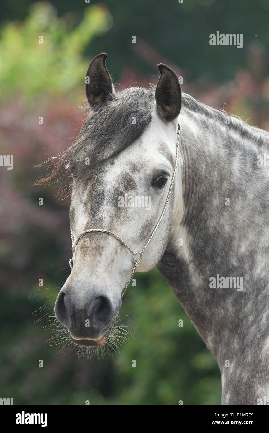 lusitano horse - portrait Stock Photo - Alamy