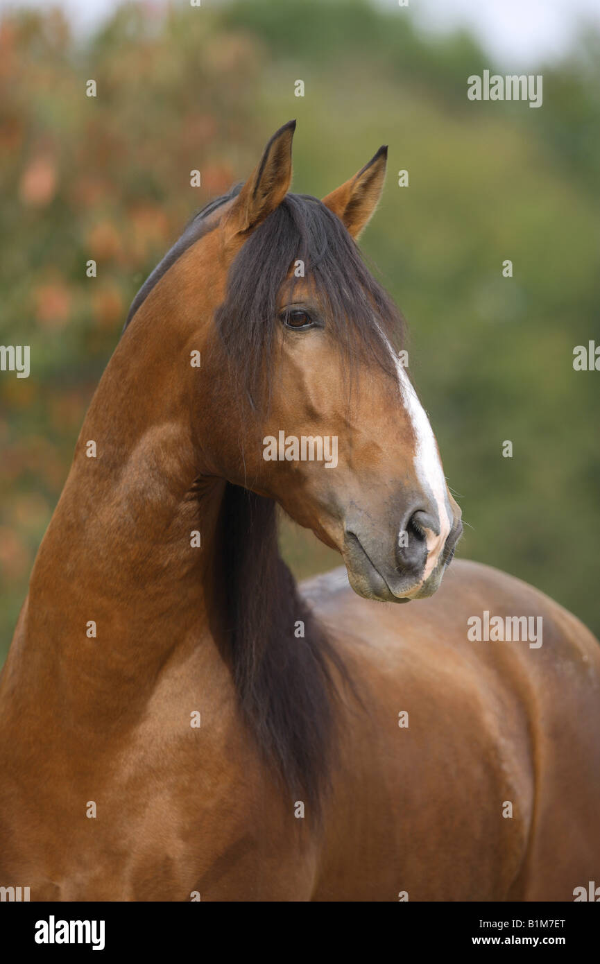 lusitano horse - portrait Stock Photo - Alamy