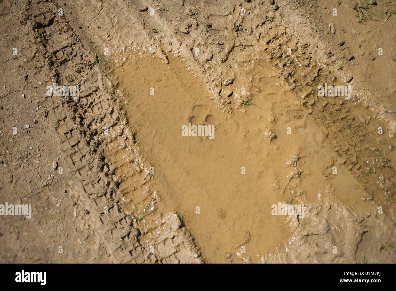 dogs pawprint in muddy puddle with tyre tracks Stock Photo - Alamy