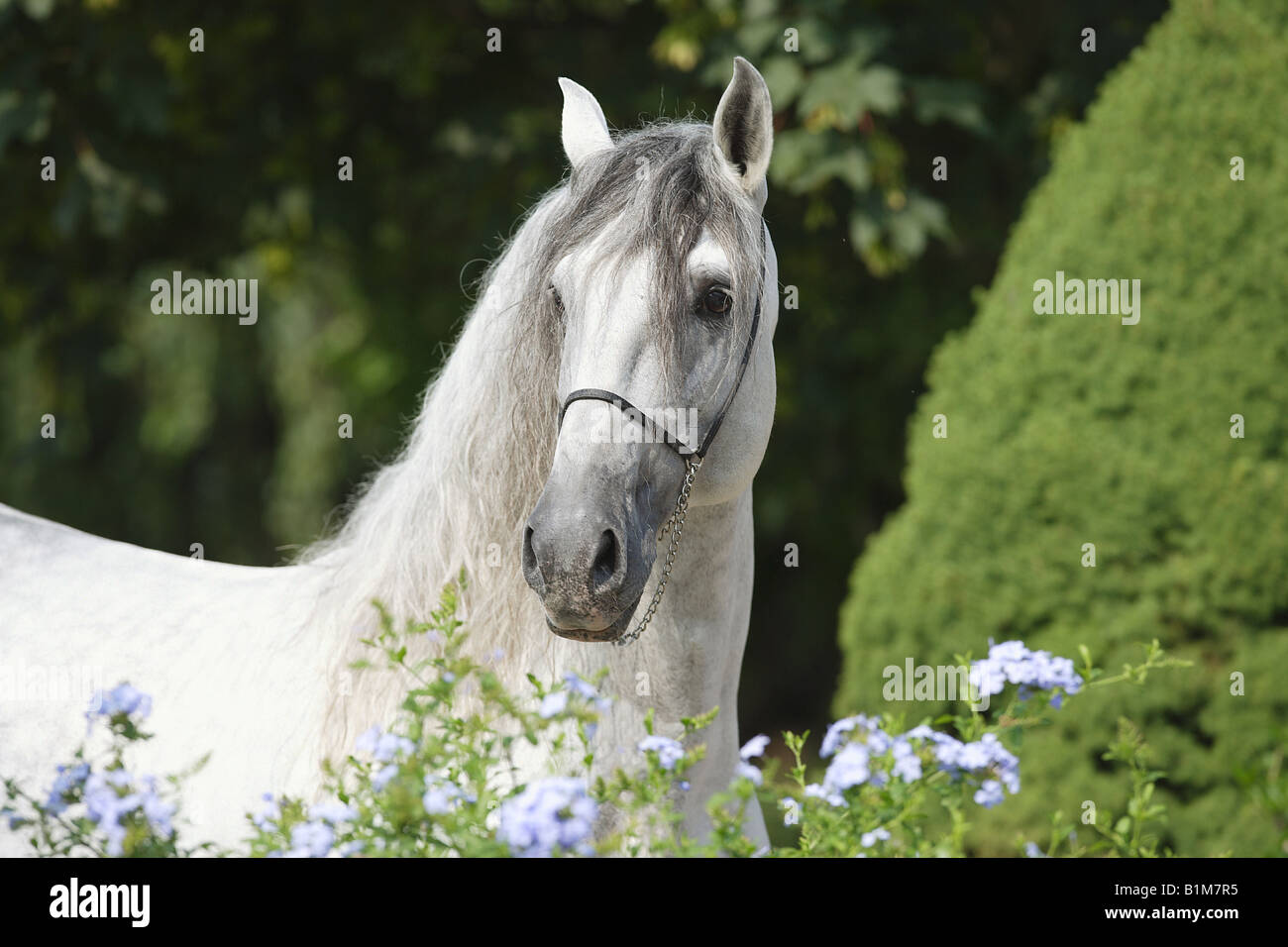 lusitano horse - portrait Stock Photo - Alamy
