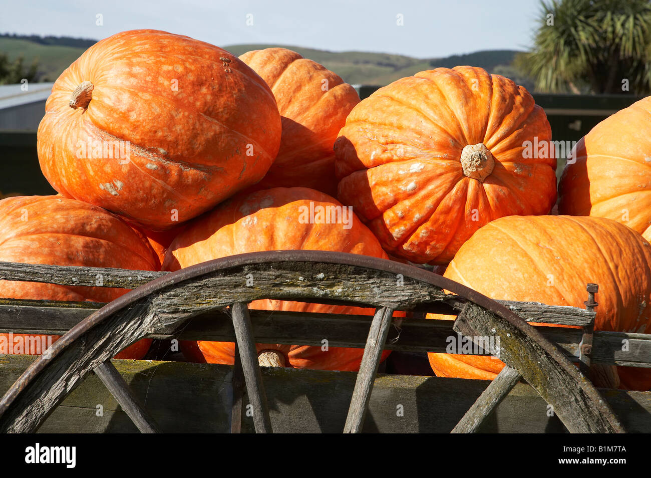 Peirce Orchard Pumpkin Roadside Stall Millers Flat Central Otago South ...