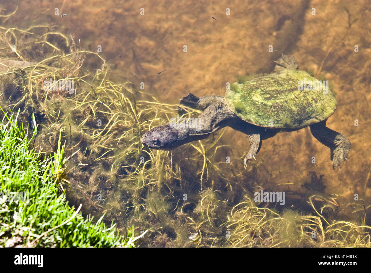 An Oblong Turtle (chelodina oblonga) swimming underwater at water at ...