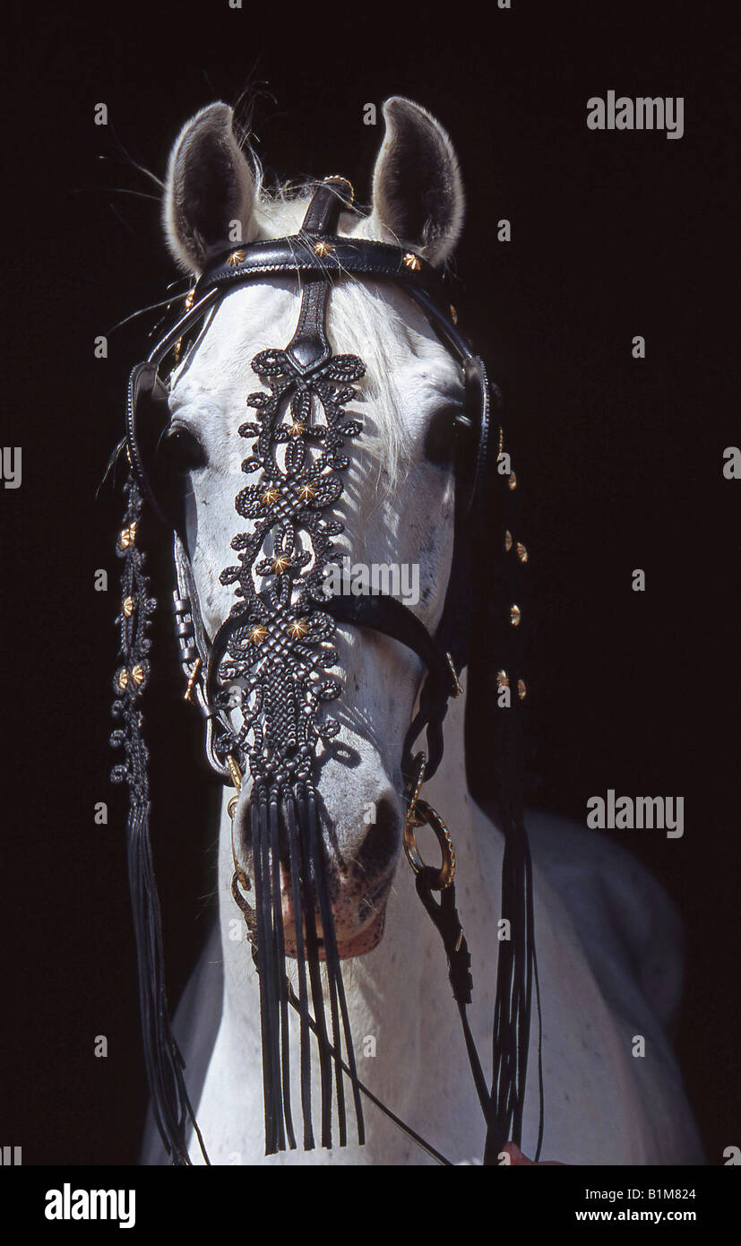 Lipizzan horse - portrait Stock Photo - Alamy