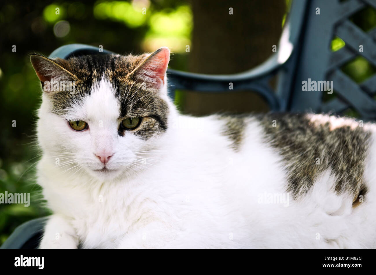 Cat sitting on a garden bench close up Stock Photo - Alamy