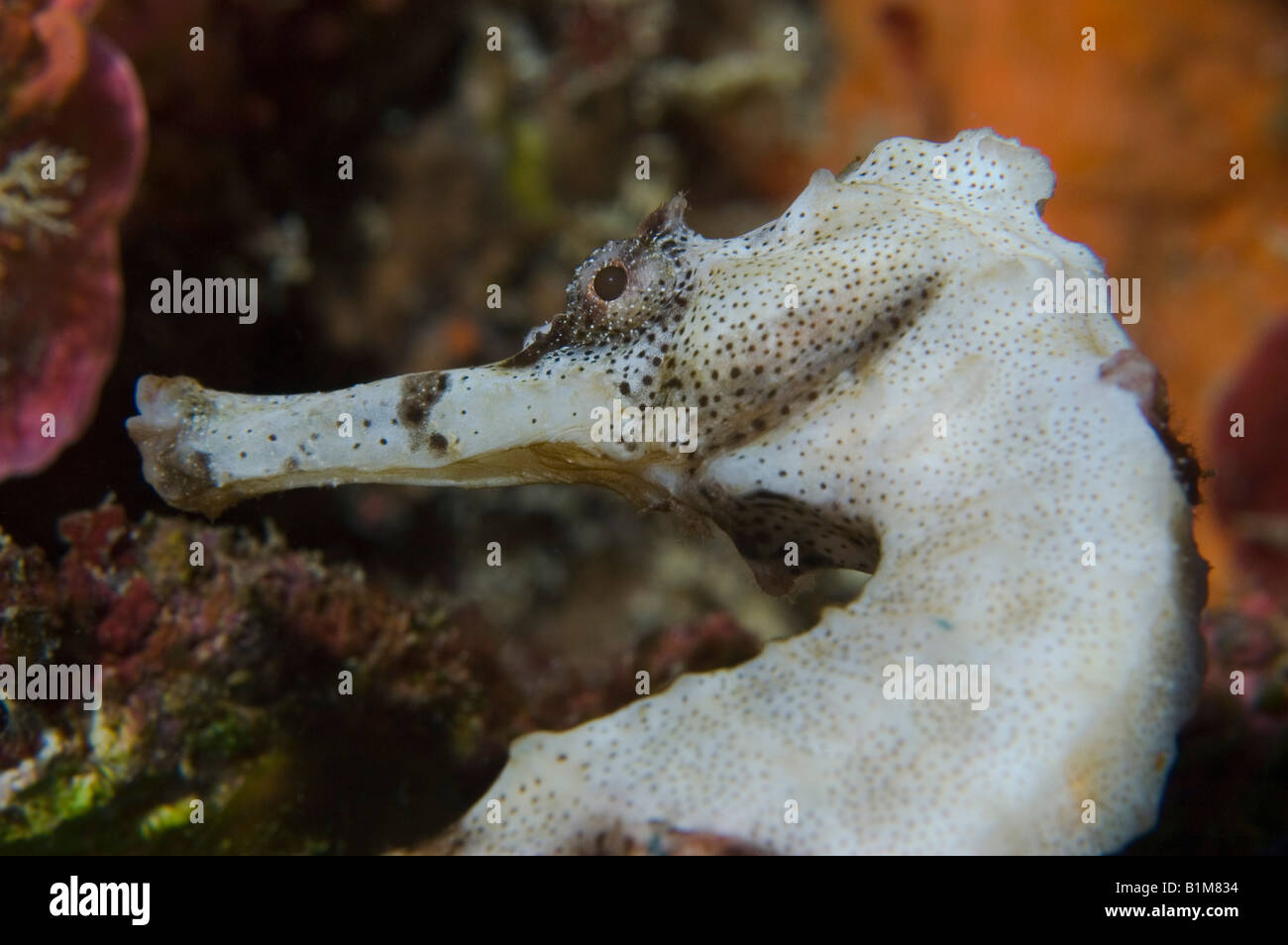 White Seahorse Nemos Reef