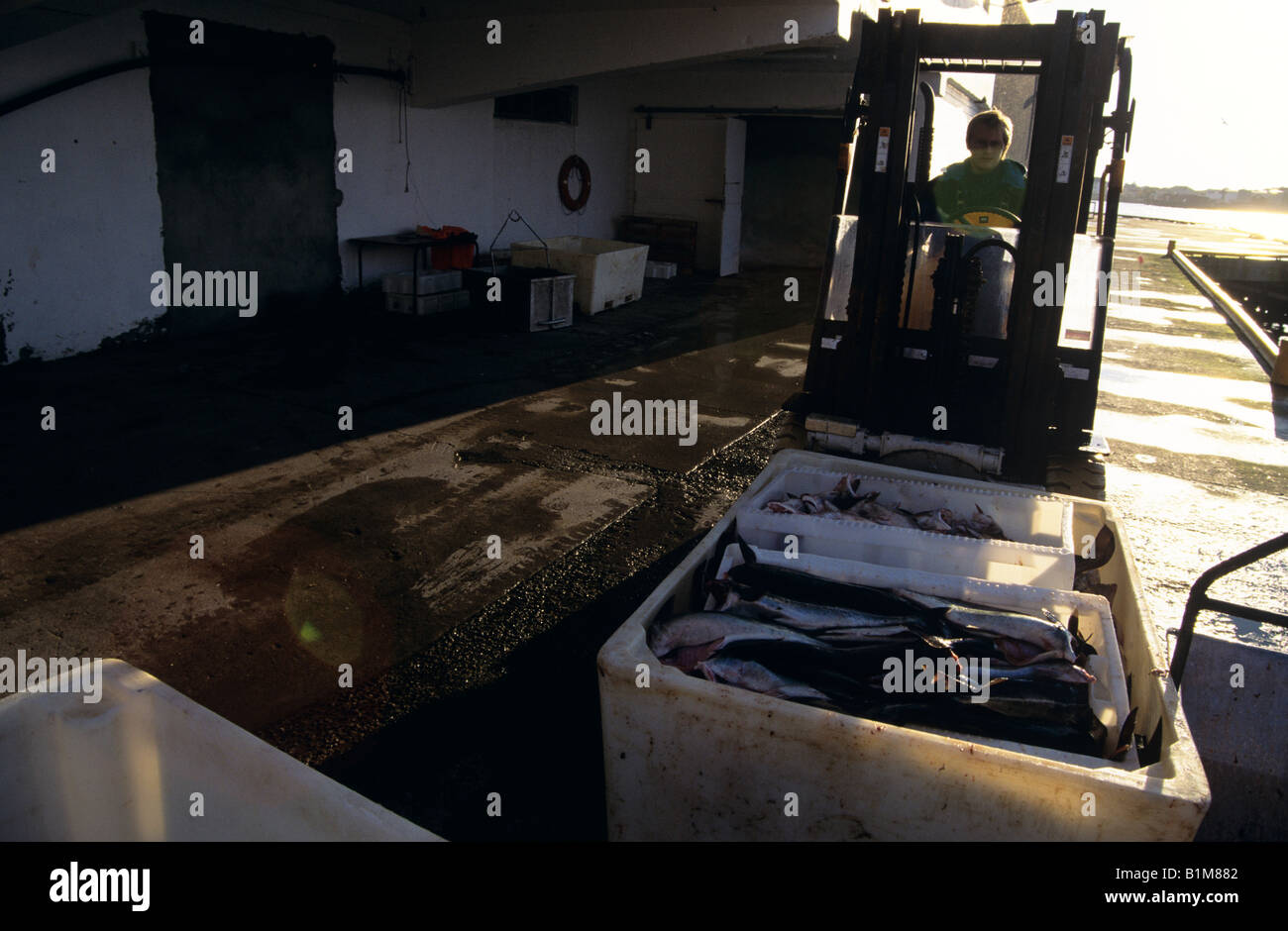 Cod catch, Lofoten Norway Stock Photo - Alamy