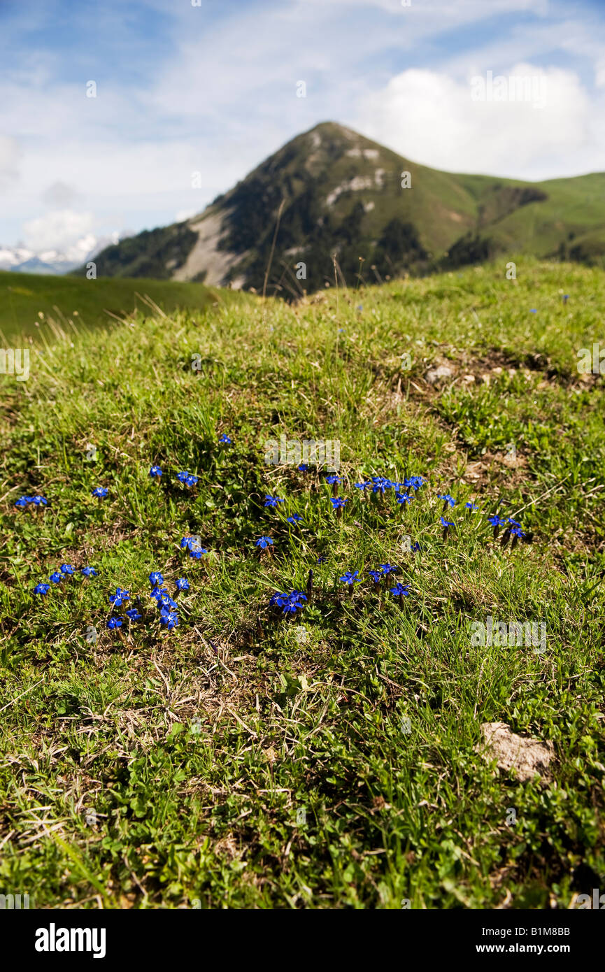 gentians french alps Stock Photo - Alamy