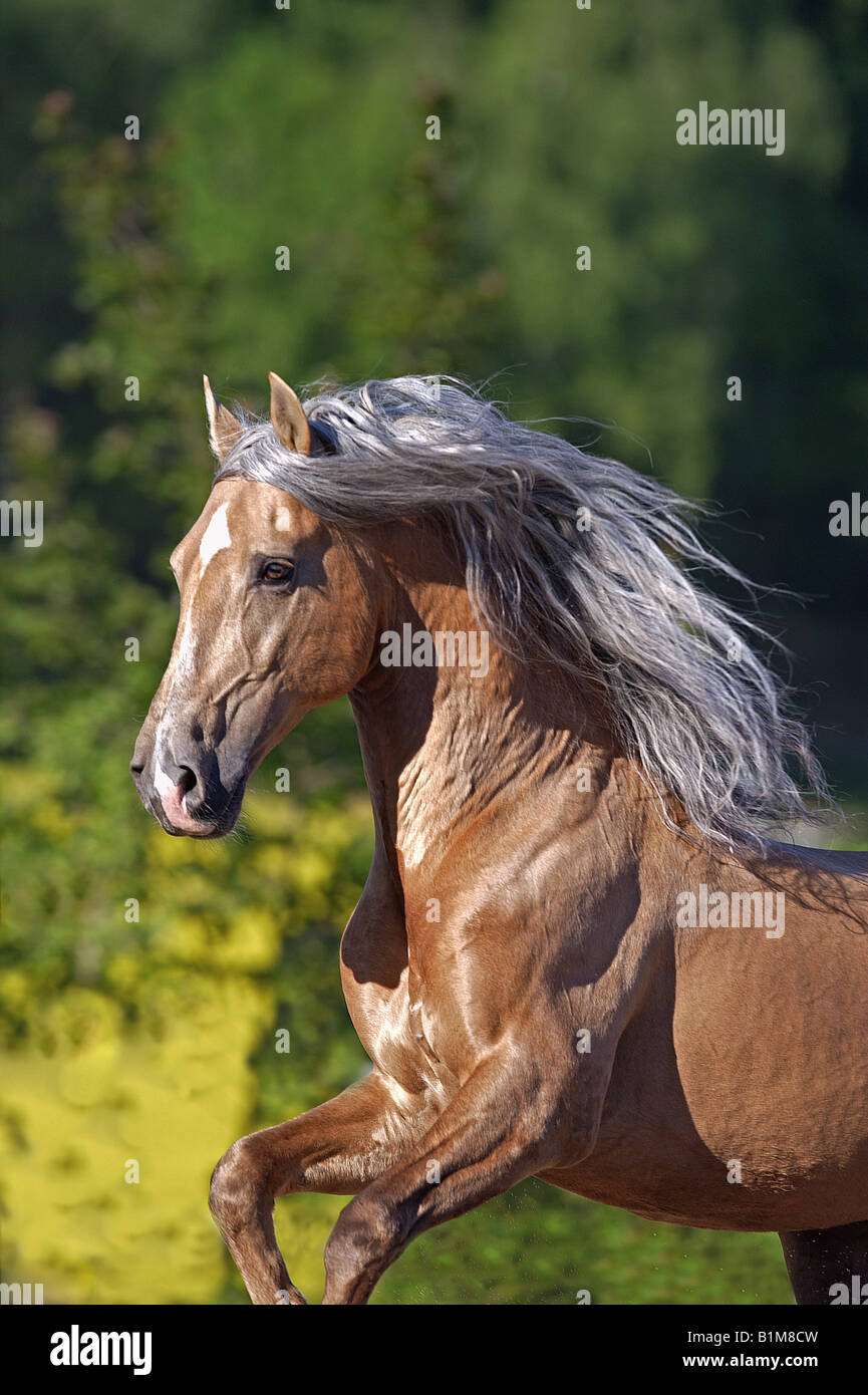 Pura Raza Española - portrait Stock Photo - Alamy