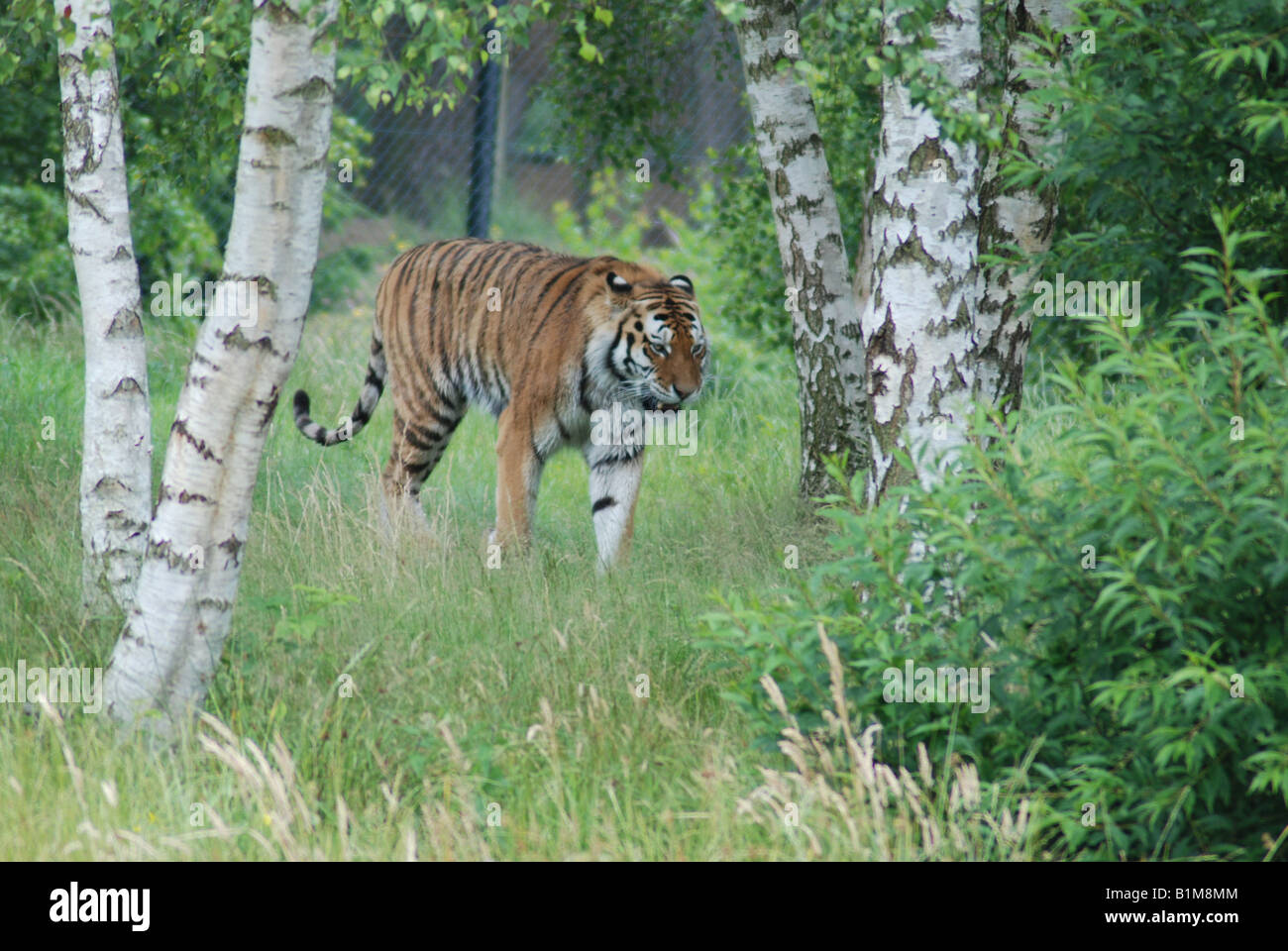 Bengal tiger in forest Stock Photo - Alamy