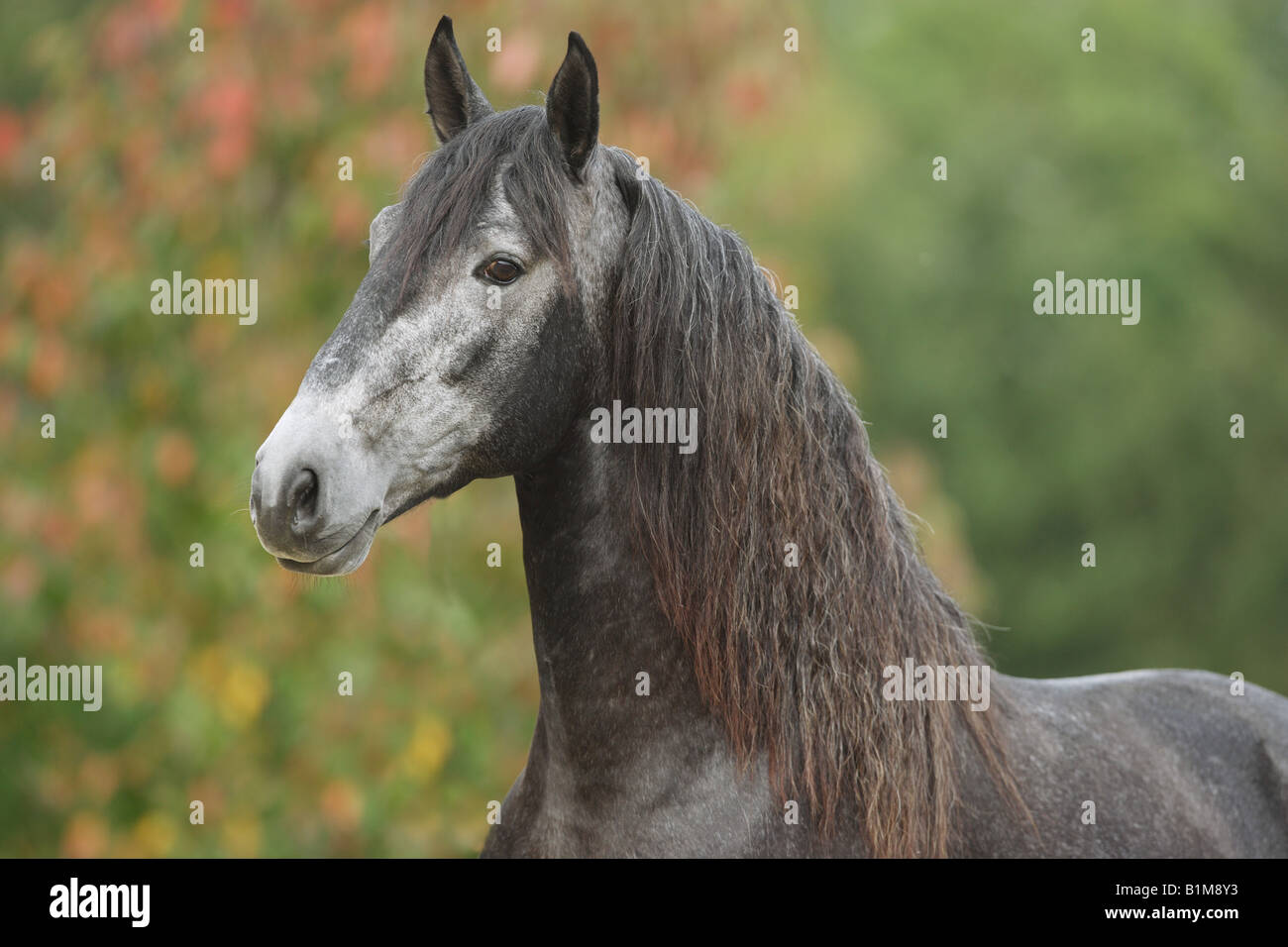 lusitano horse - portrait Stock Photo - Alamy