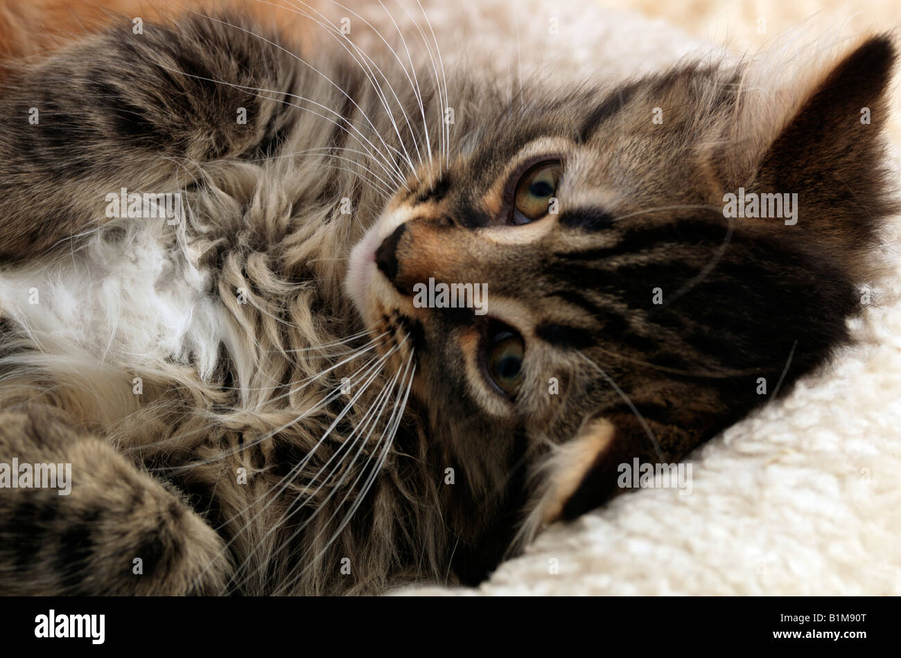 Tabby Kitten Aged 9 weeks Stock Photo - Alamy