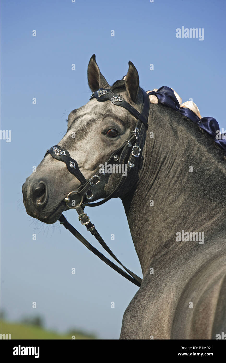 lusitano horse - portrait Stock Photo - Alamy