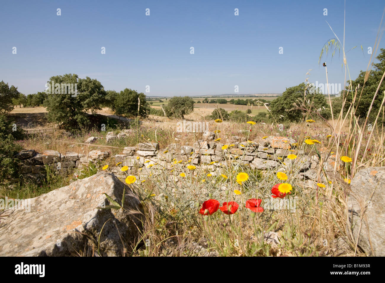 Wild spring flowers at Troy on the Aegean Coast of Turkey Stock Photo ...