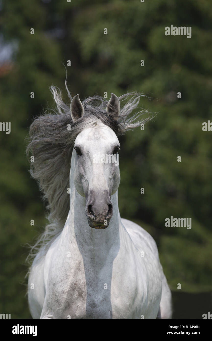 lusitano horse - portrait Stock Photo - Alamy