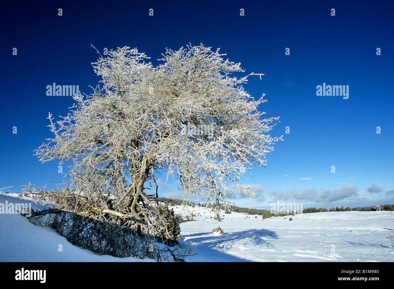Frozen tree at Sierra Gudar , Teruel province , Spain Stock Photo - Alamy