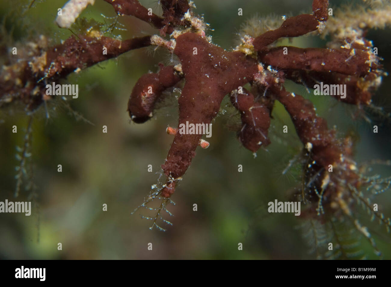 A Neck Crab on a gorgonian in Roatan Honduras Stock Photo - Alamy