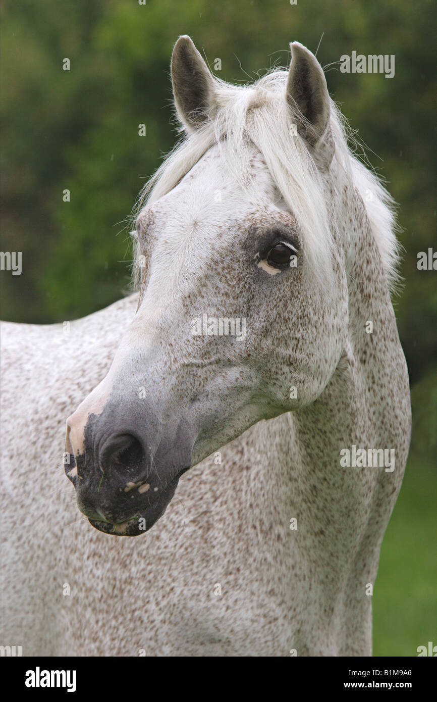 horse (New Forest pony mix) - Portrait Stock Photo - Alamy