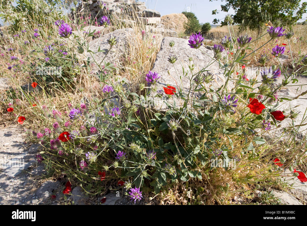 Wild spring flowers at Troy on the Aegean Coast of Turkey Stock Photo ...