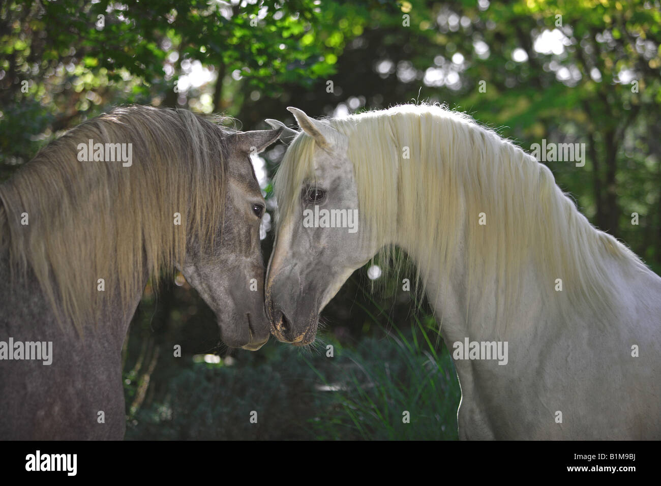 two Pura Raza Española - portrait Stock Photo - Alamy