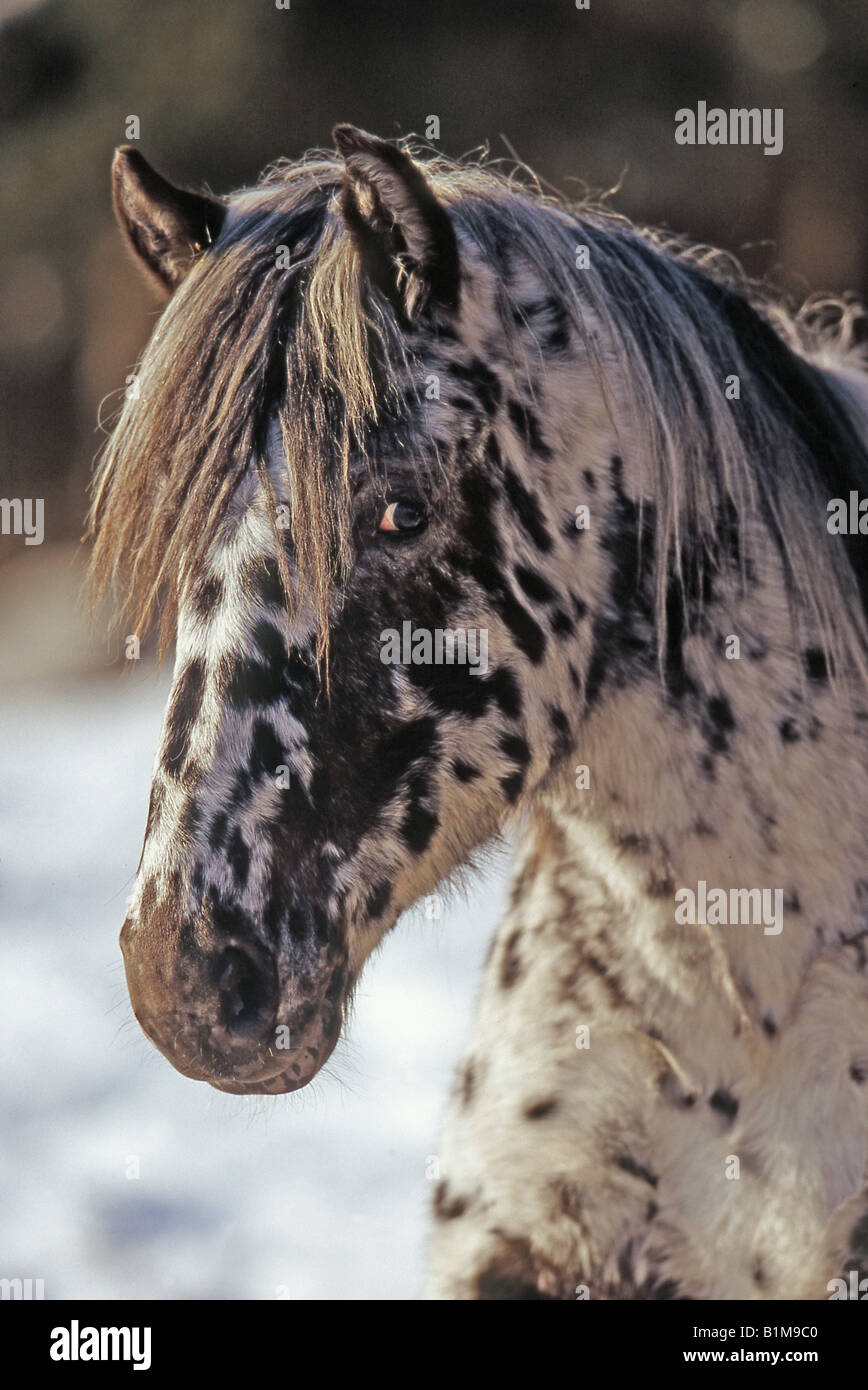 Norikers hi-res stock photography and images - Alamy