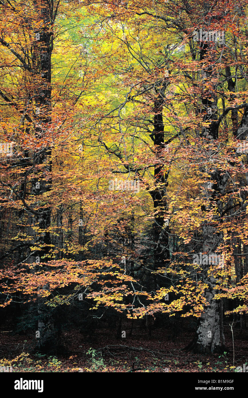 Beech forest at autumn , Ordesa national park , Spanish pyrenees Stock ...