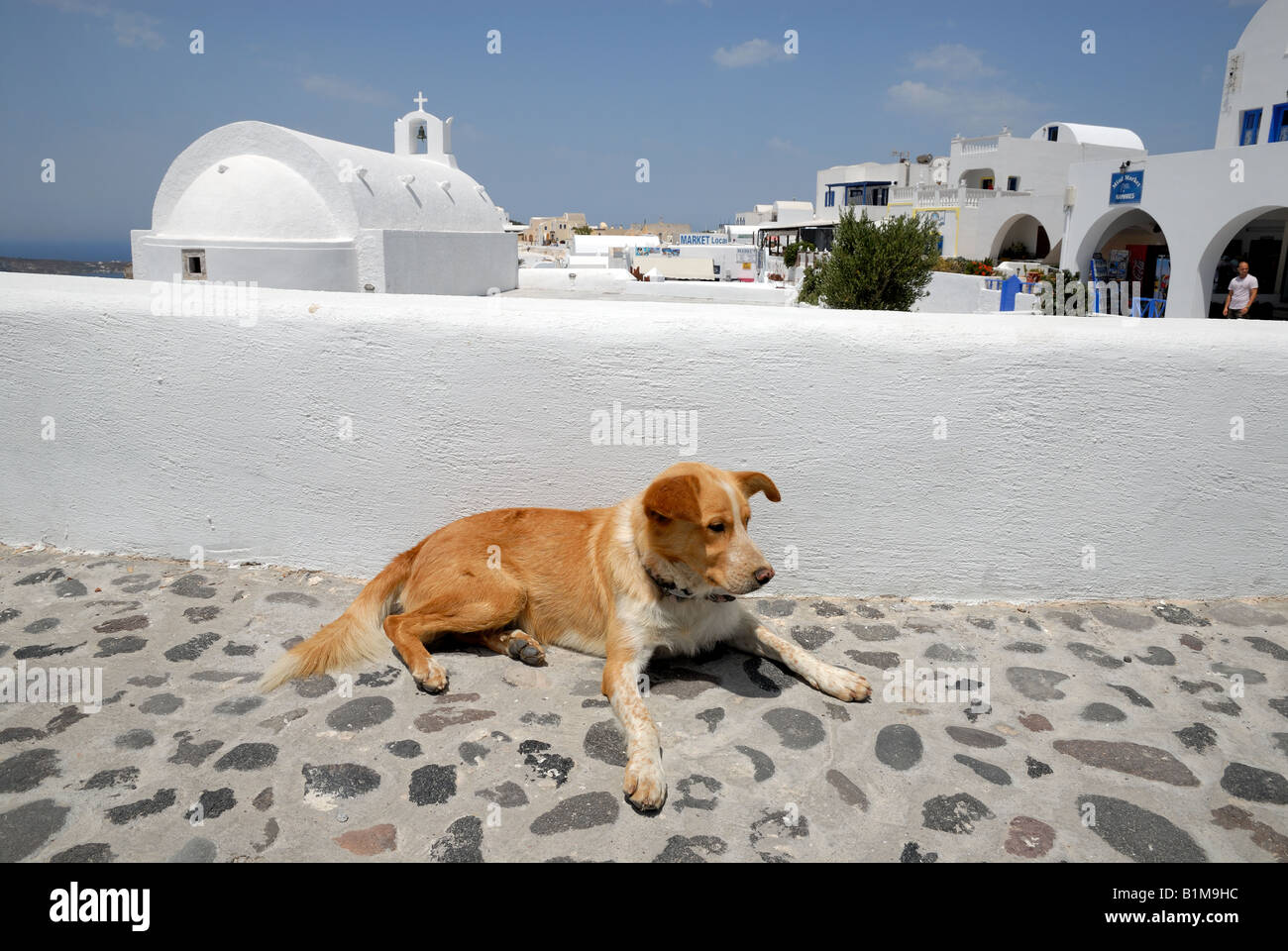 Homeless dog in Santorini, Greece Stock Photo - Alamy