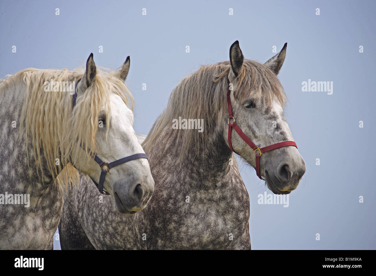 Images Of Percheron Horses