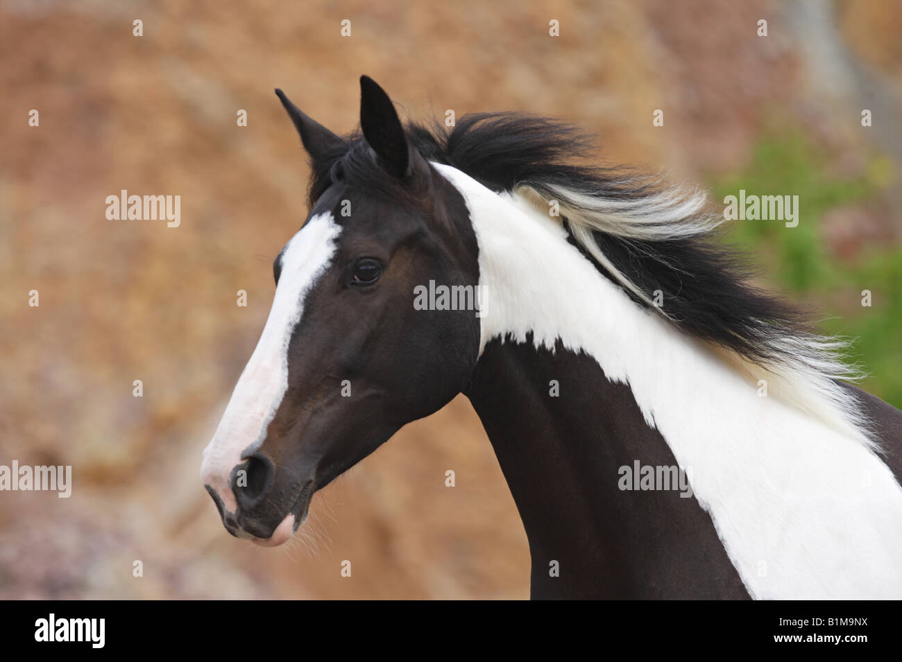 pinto - portrait Stock Photo - Alamy