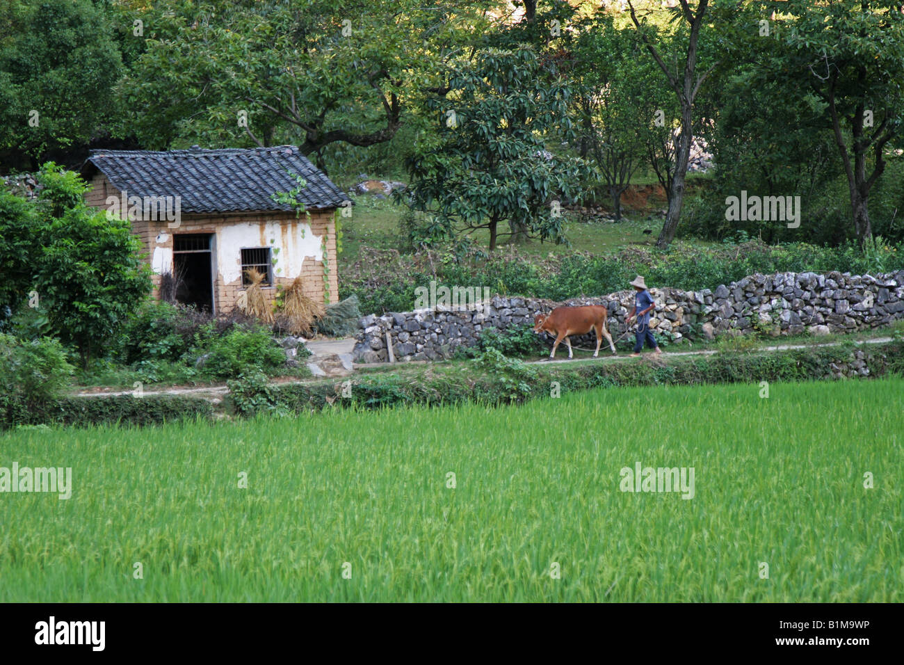 A chinese farmer going home with his animal Stock Photo - Alamy