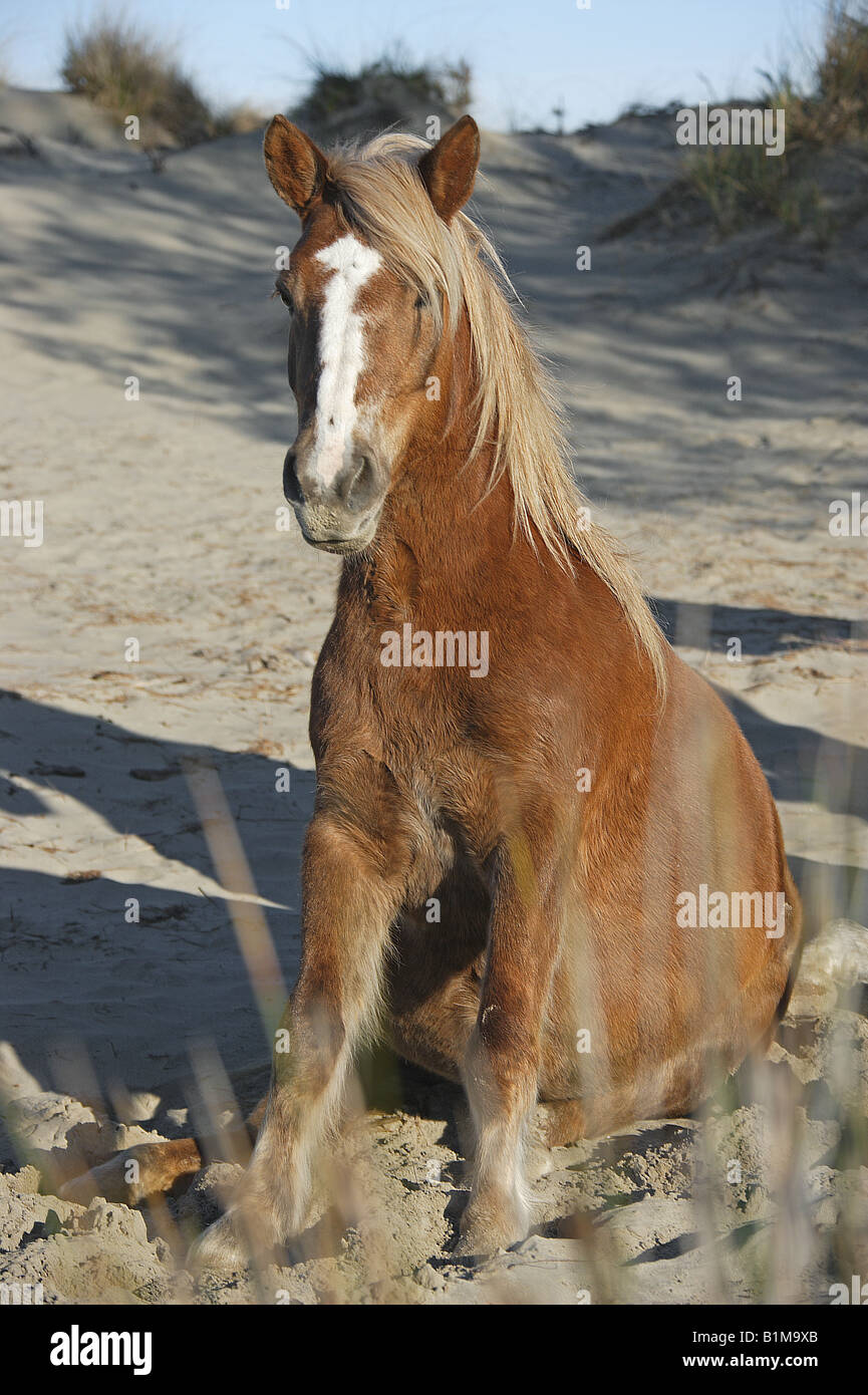 pony - sitting Stock Photo - Alamy